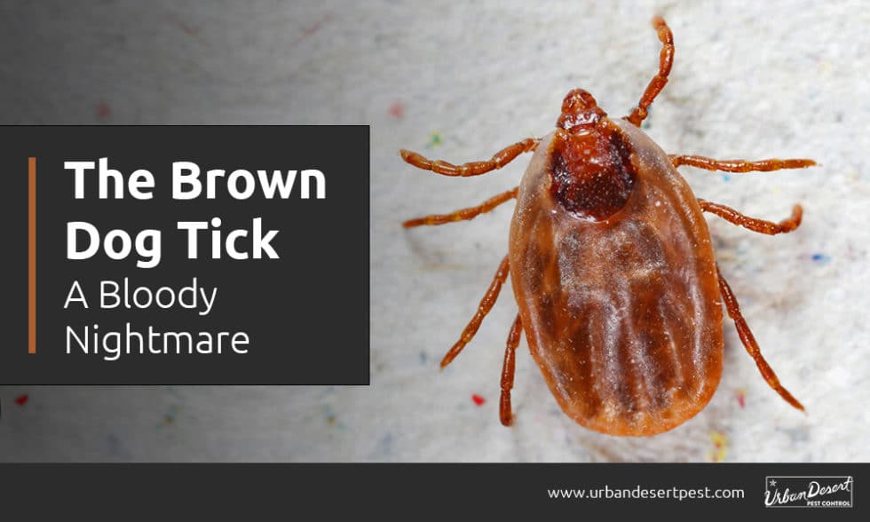 Urban Desert Pest Control // The Brown Dog Tick: A Bloody Nightmare