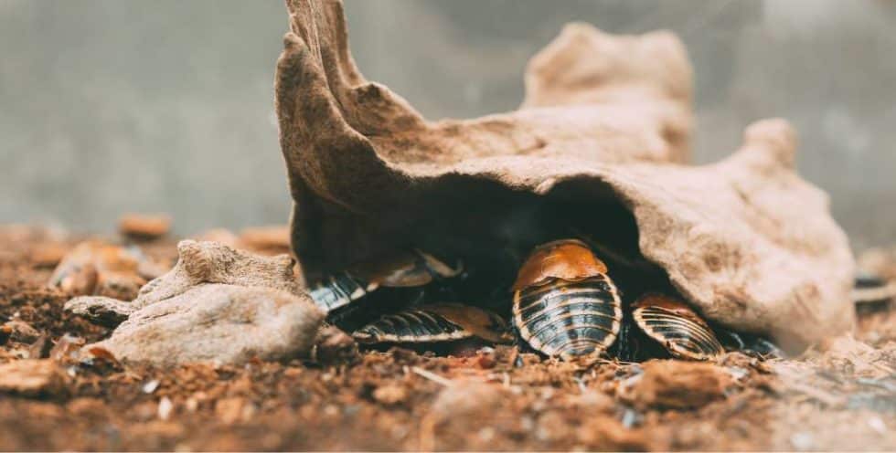 Cockroach Control Company Phoenix, AZ | Urban Desert Pest Control