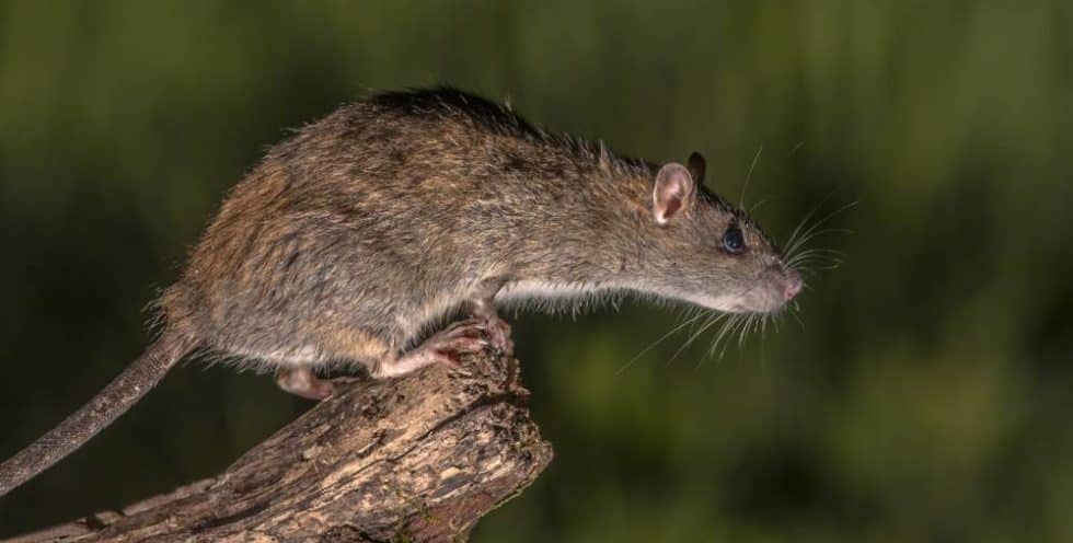 Expert Rodent Control Company Phoenix, AZ - Urban Desert Pest Control