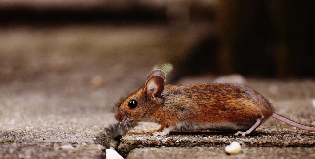 Rodent Control In Commercial Properties: Why It Matters