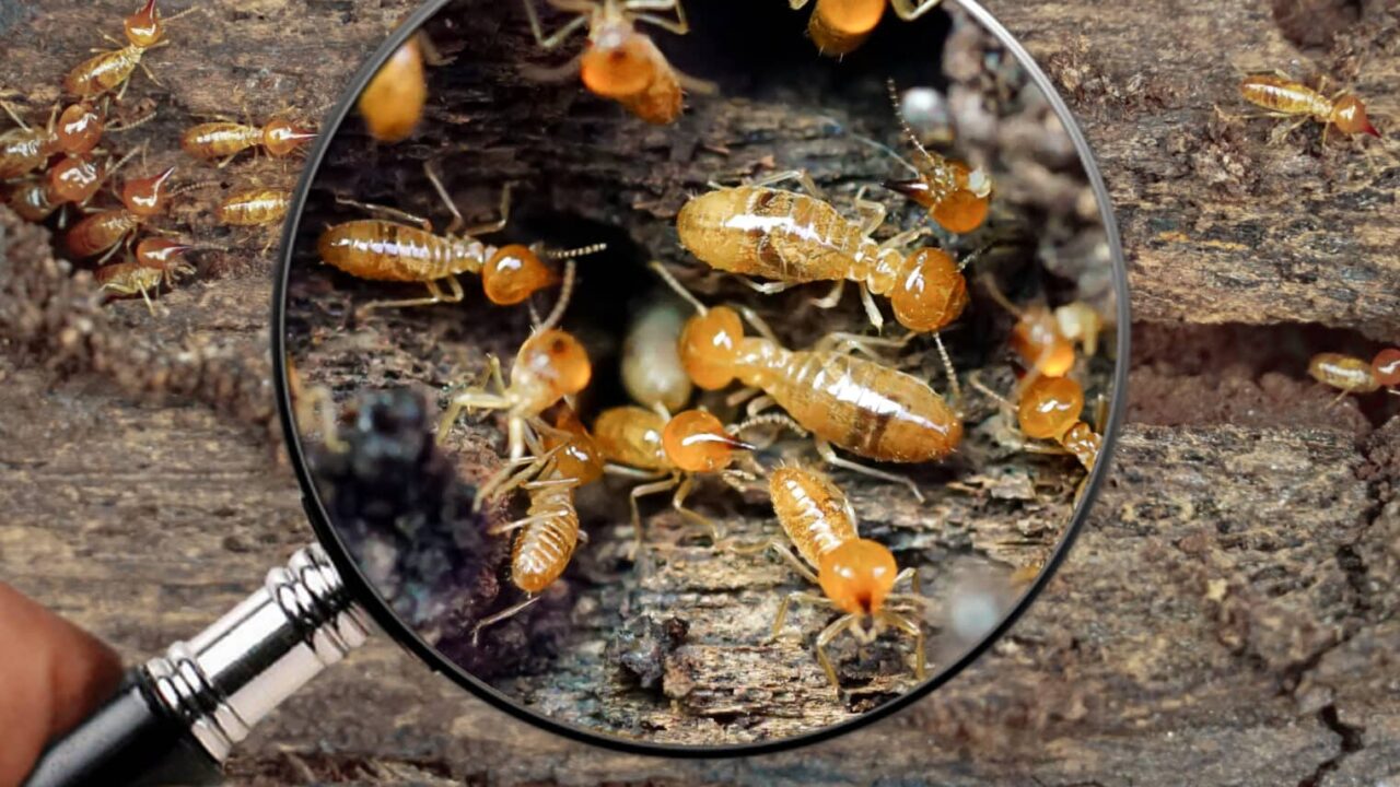 Termite Control - Urban Desert Pest Control