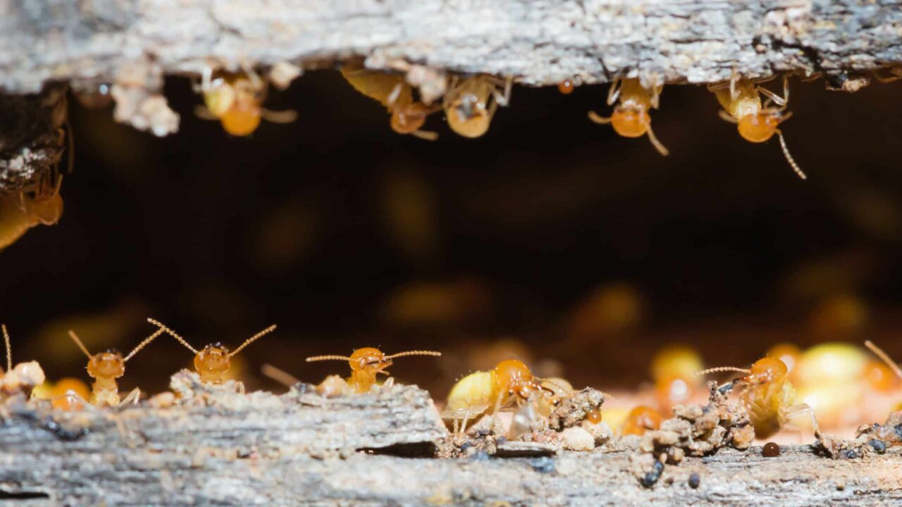 Termite Control - Urban Desert Pest Control