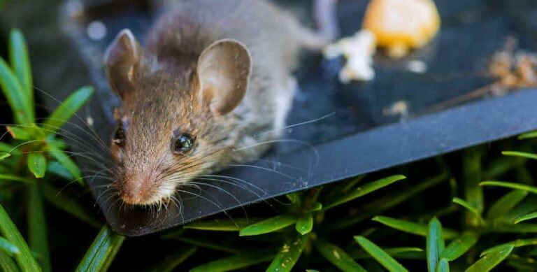 10 Easy Tips For Preventing Mouse & Rat Infestation - Urban Desert Pest ...