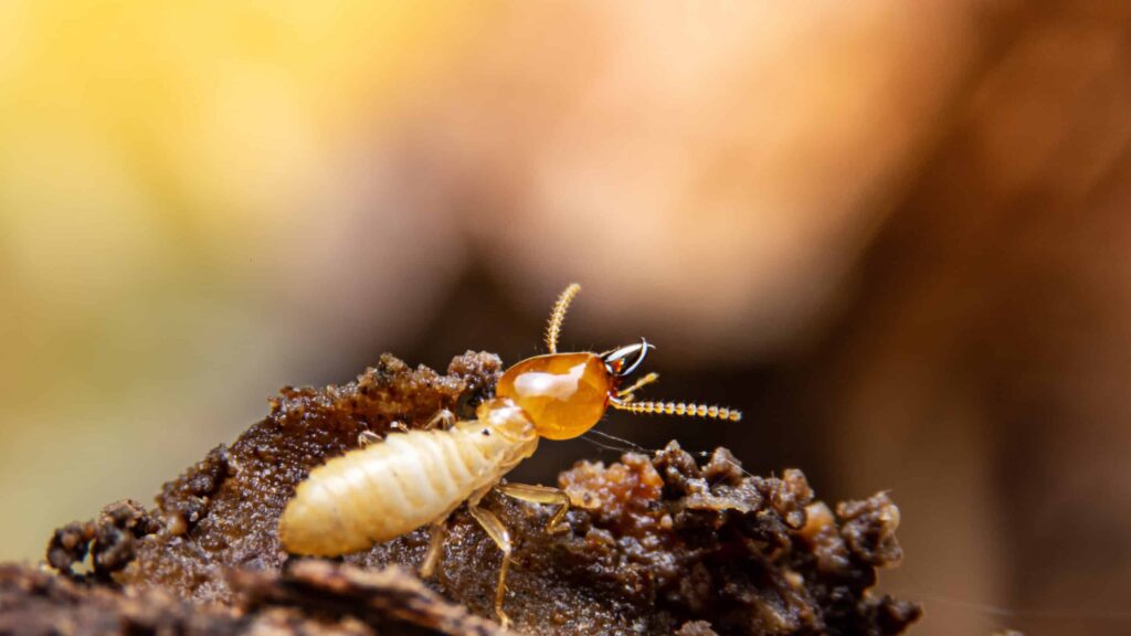 Effective Termite Treatments In Arizona - Urban Desert Pest Control