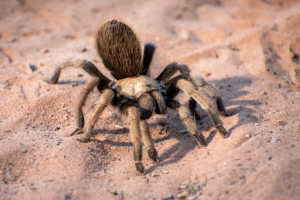 How To Prevent Spiders In Your Home - Urban Desert Pest Control
