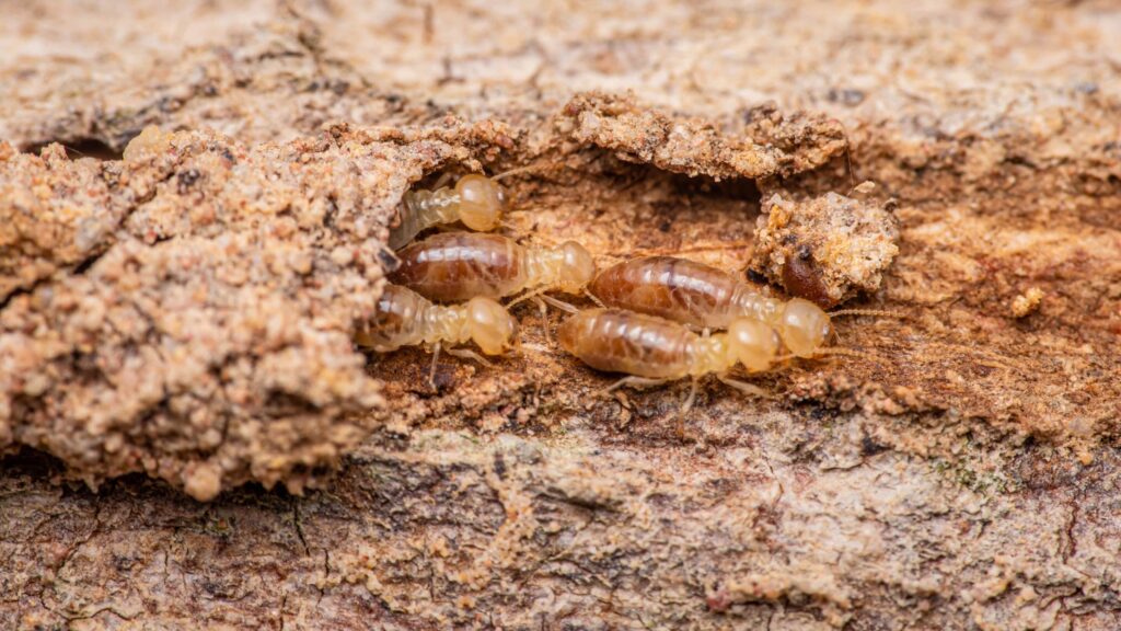 How To Spot Signs Of Termites - Urban Desert Pest Control