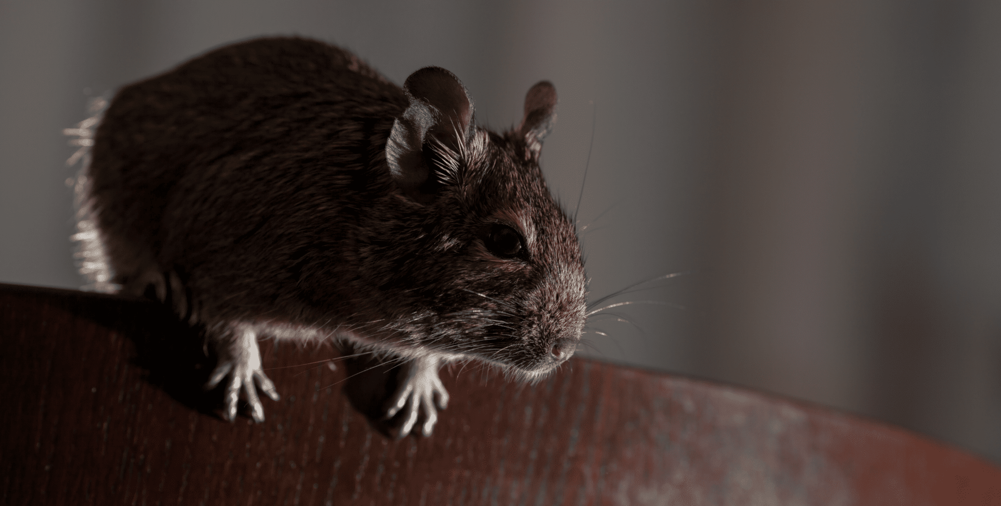 Will Rats Drink Antifreeze? Understanding The Risks And Safer Rodent ...