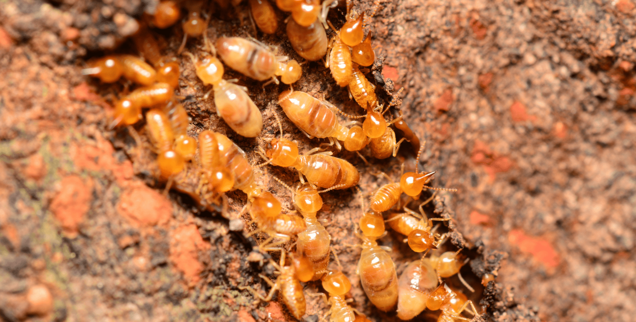 The Risks Of Delaying Termite Treatment For Your Home - Urban Desert ...
