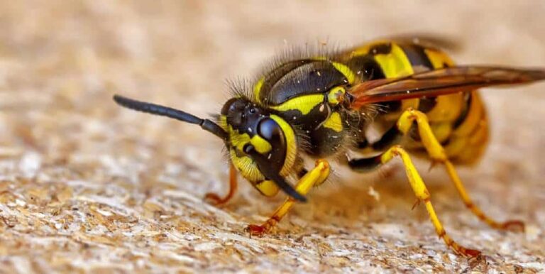 Will Rats Drink Antifreeze? Understanding The Risks And Safer Rodent ...