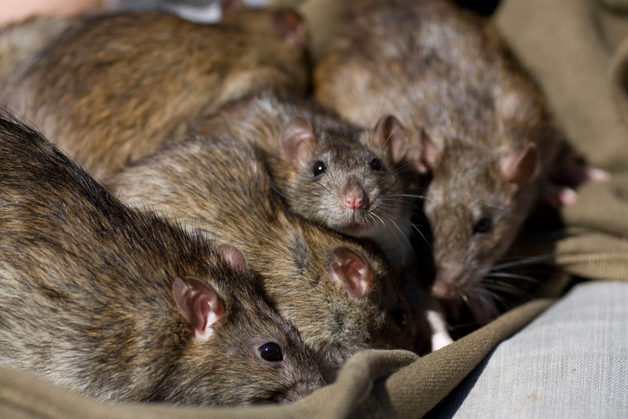 How To Get Rid Of Pack Rats In Your House - Urban Desert Pest Control