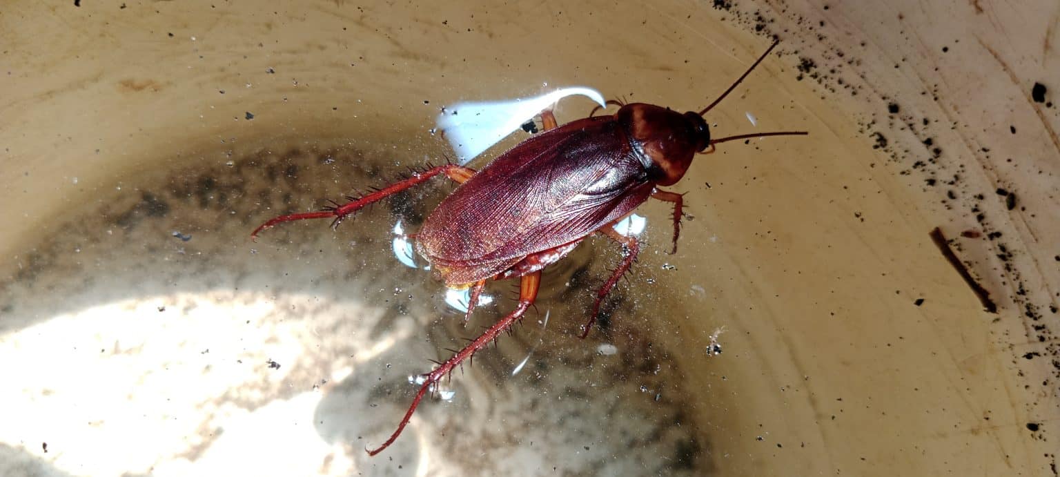 Can Cockroaches Swim? The Truth About Their Water Survival Abilities ...