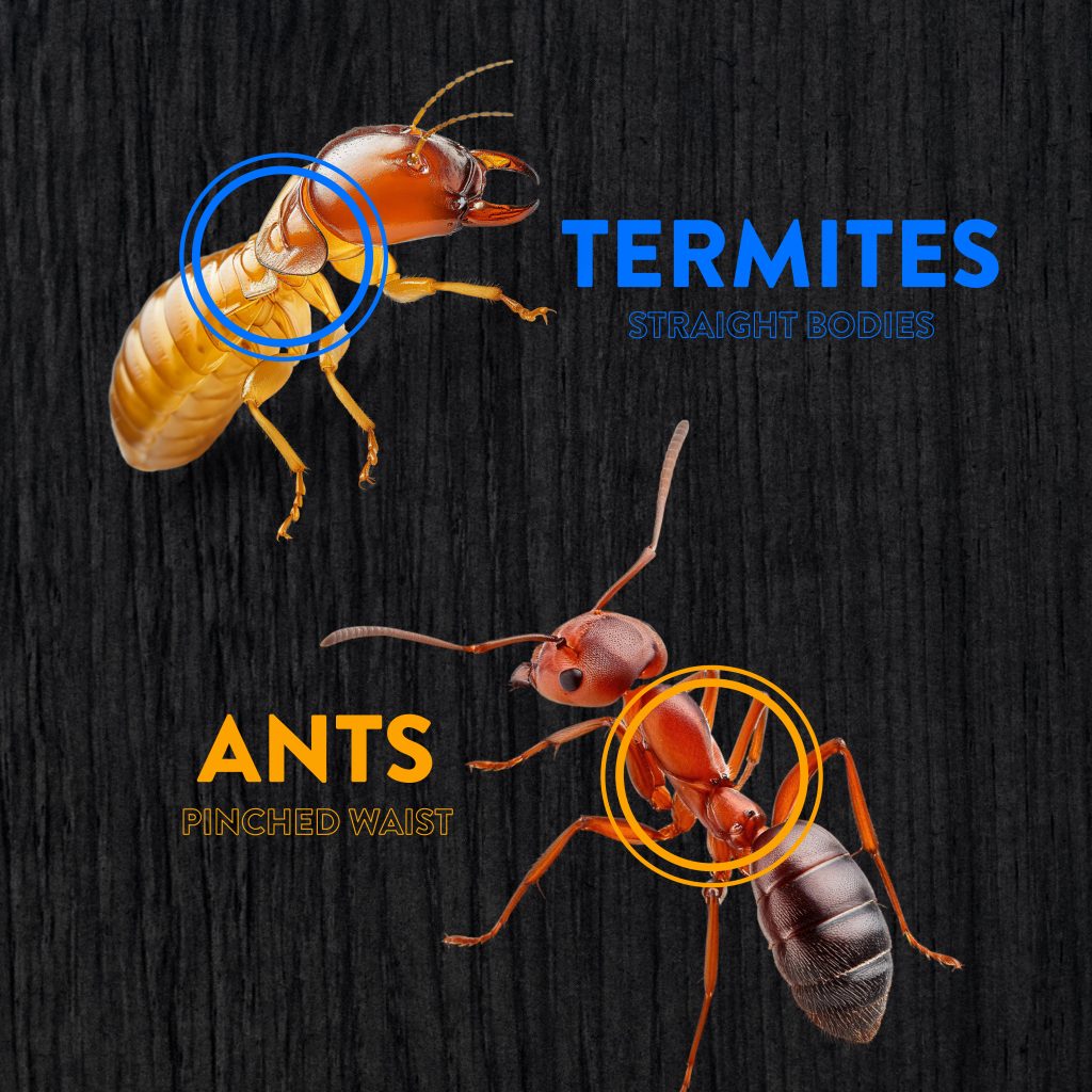 Ants Vs Termites: Recognize, Respond, And Protect Your Home - Urban ...