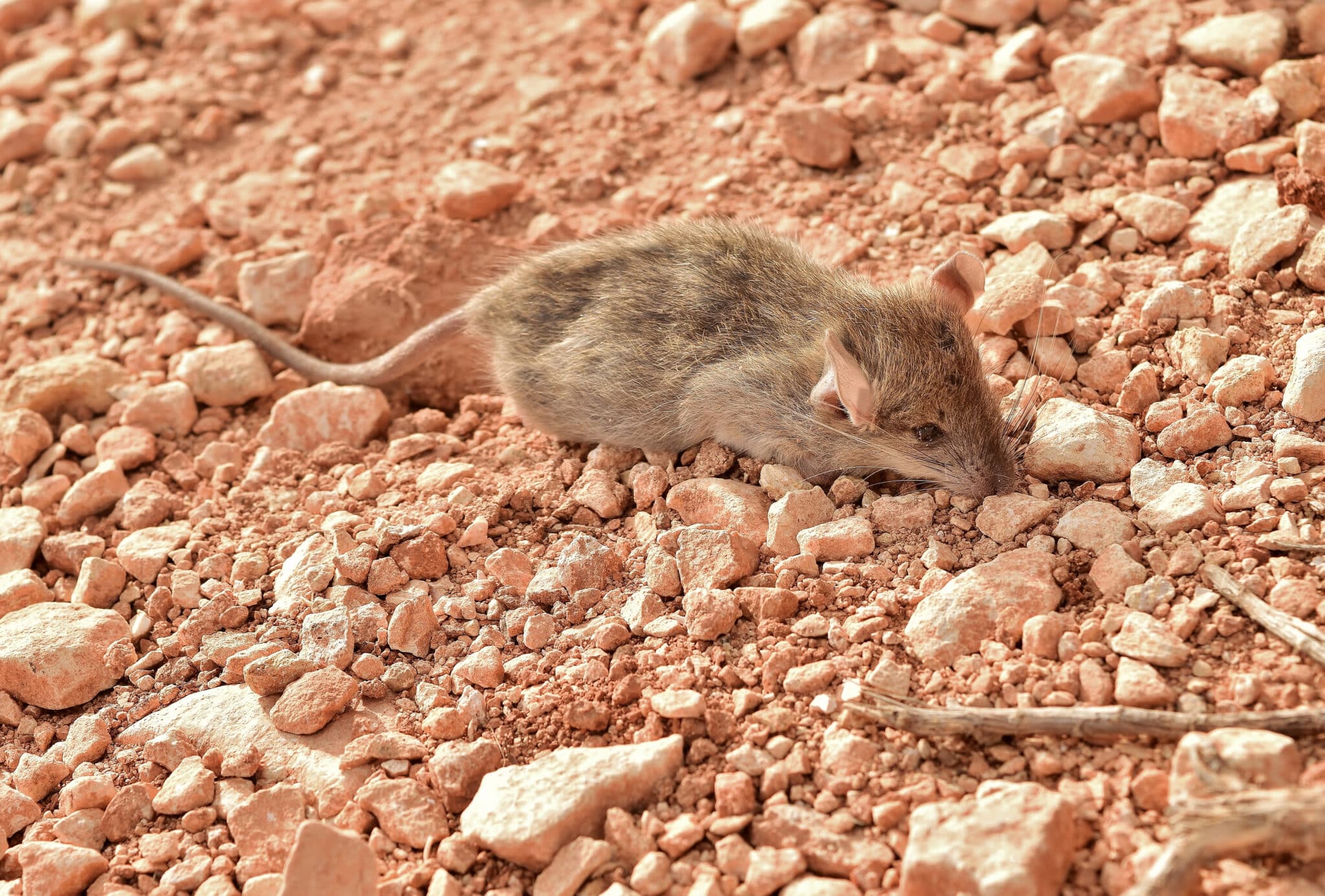 Pest Droppings Identification Guide - Urban Desert Pest Control