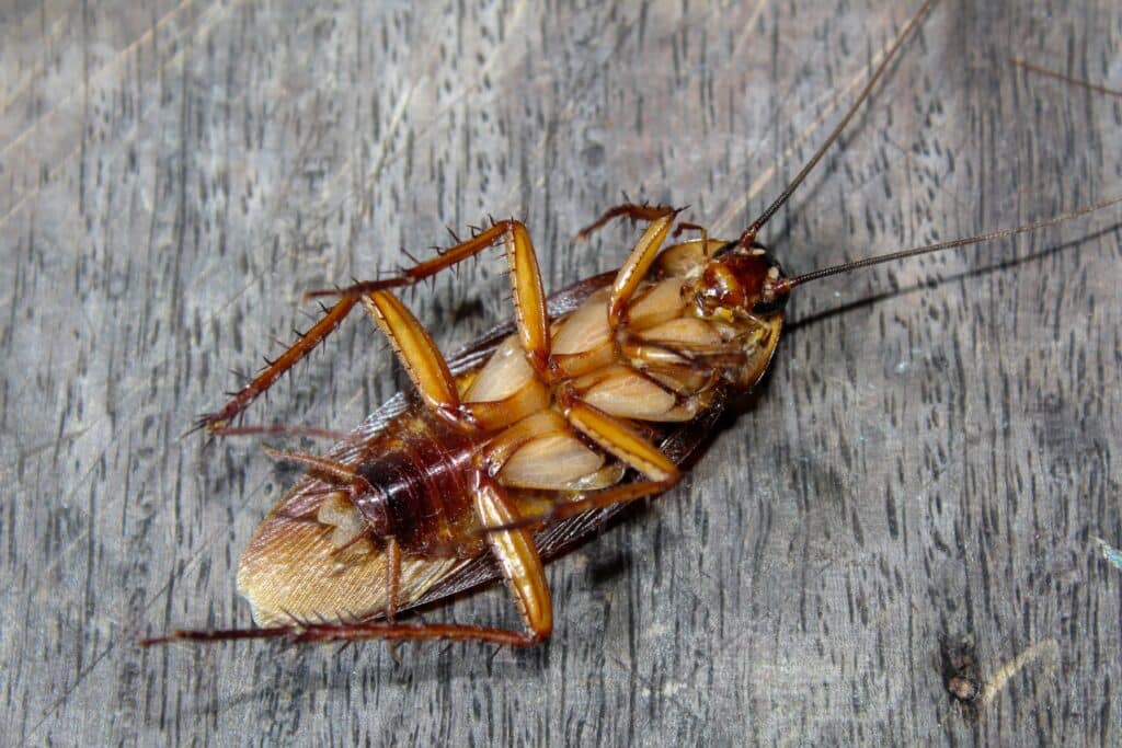 Why Am I Getting Cockroaches If My Phoenix House Is Clean?