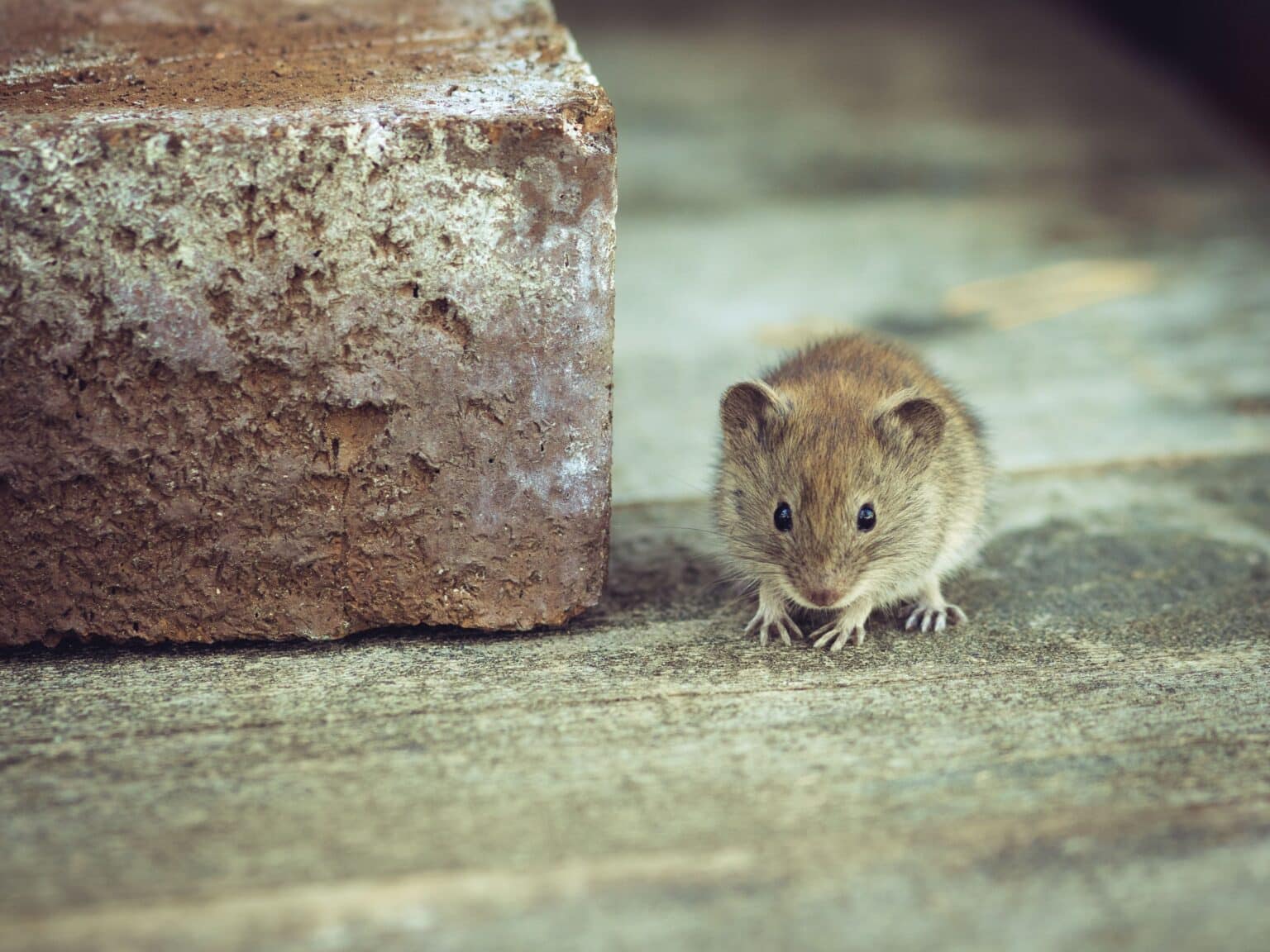 Will Rats Drink Antifreeze? Understanding The Risks And Safer Rodent ...
